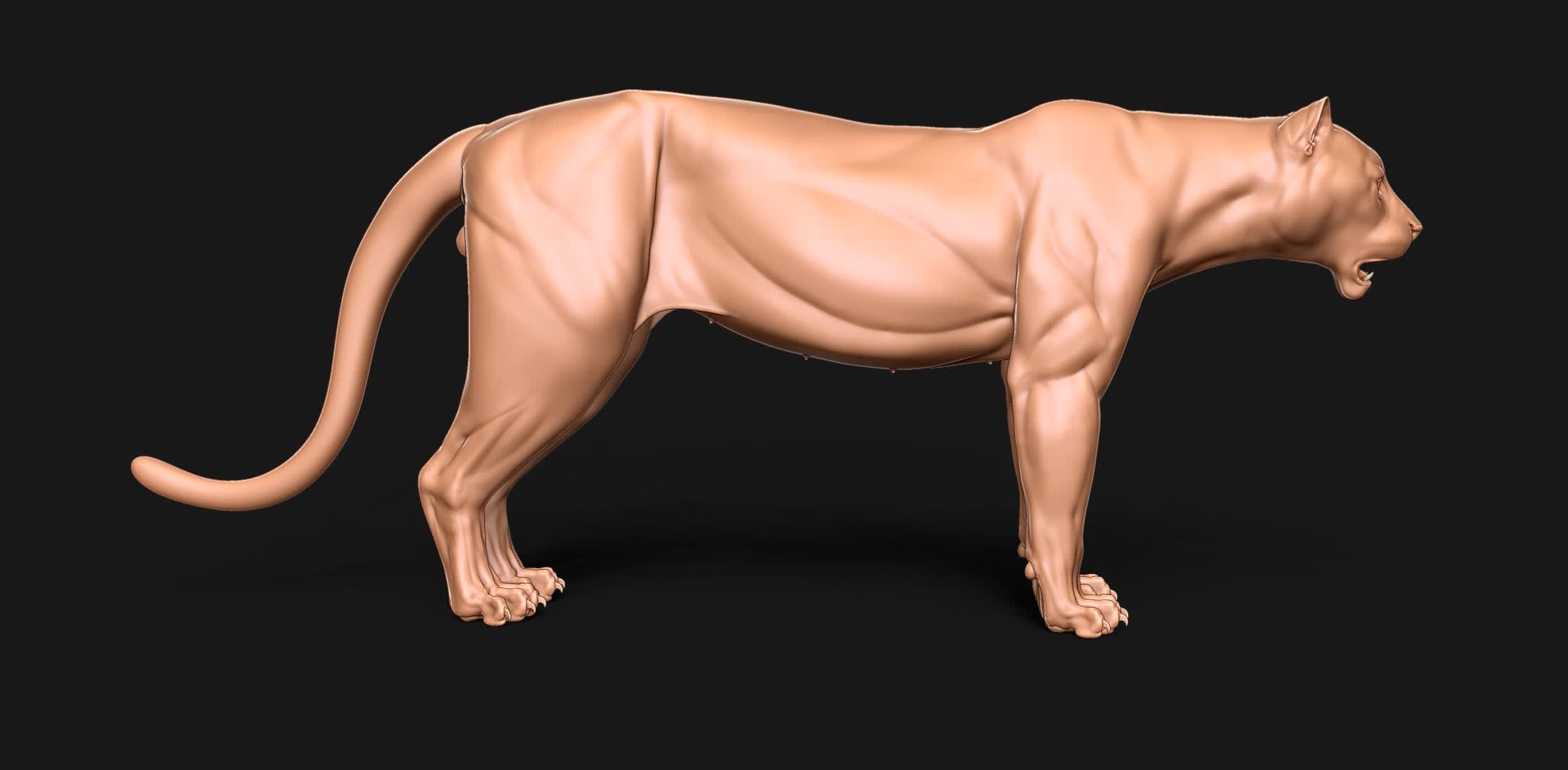 3D Leopard Primary Forms Zbrush Sculpt - TurboSquid 1819220