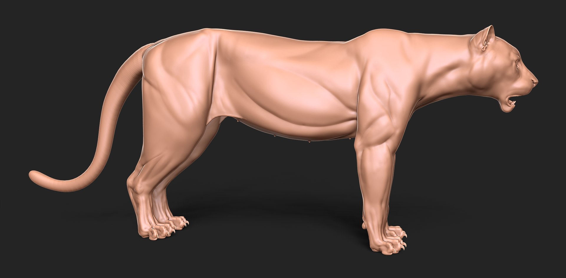 3D Leopard Primary Forms Zbrush Sculpt - TurboSquid 1819220
