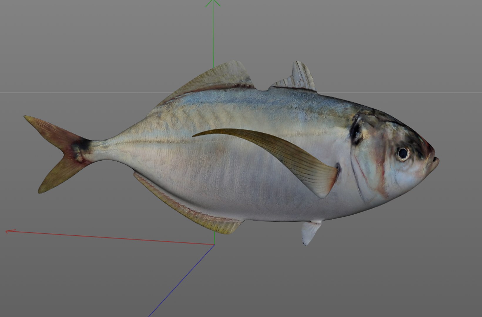 Fish 3D Model - TurboSquid 1551930