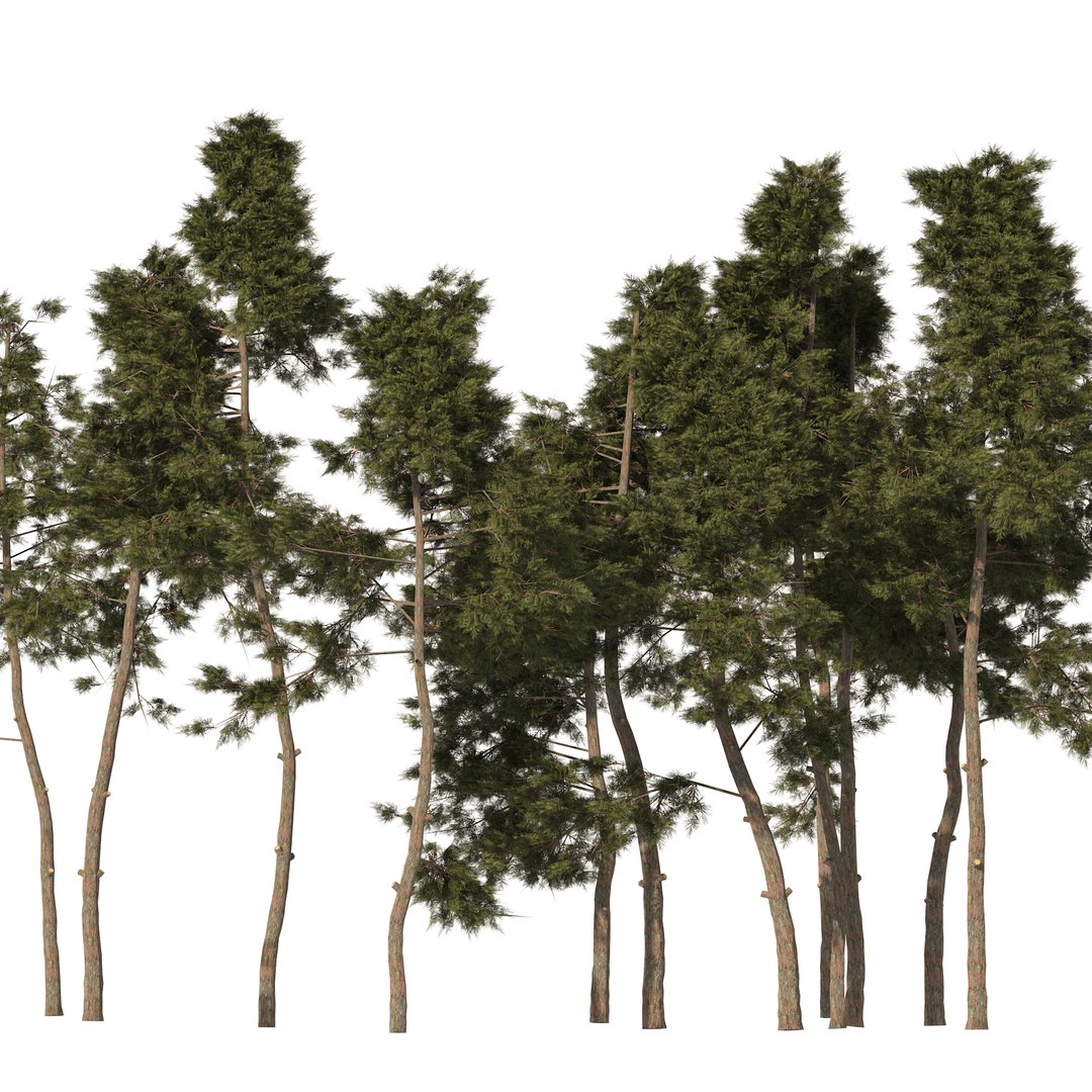 3D Scots Pine Tree Forest - TurboSquid 1986493