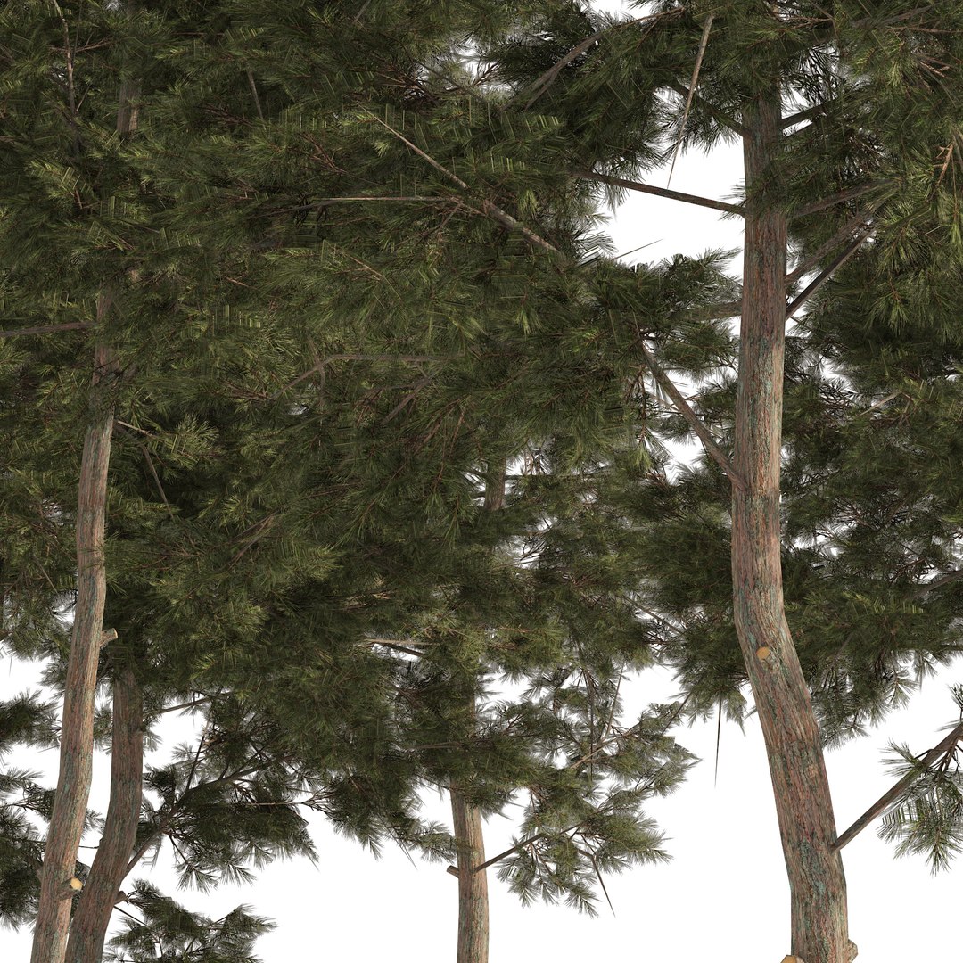 3D Scots Pine Tree Forest - TurboSquid 1986493