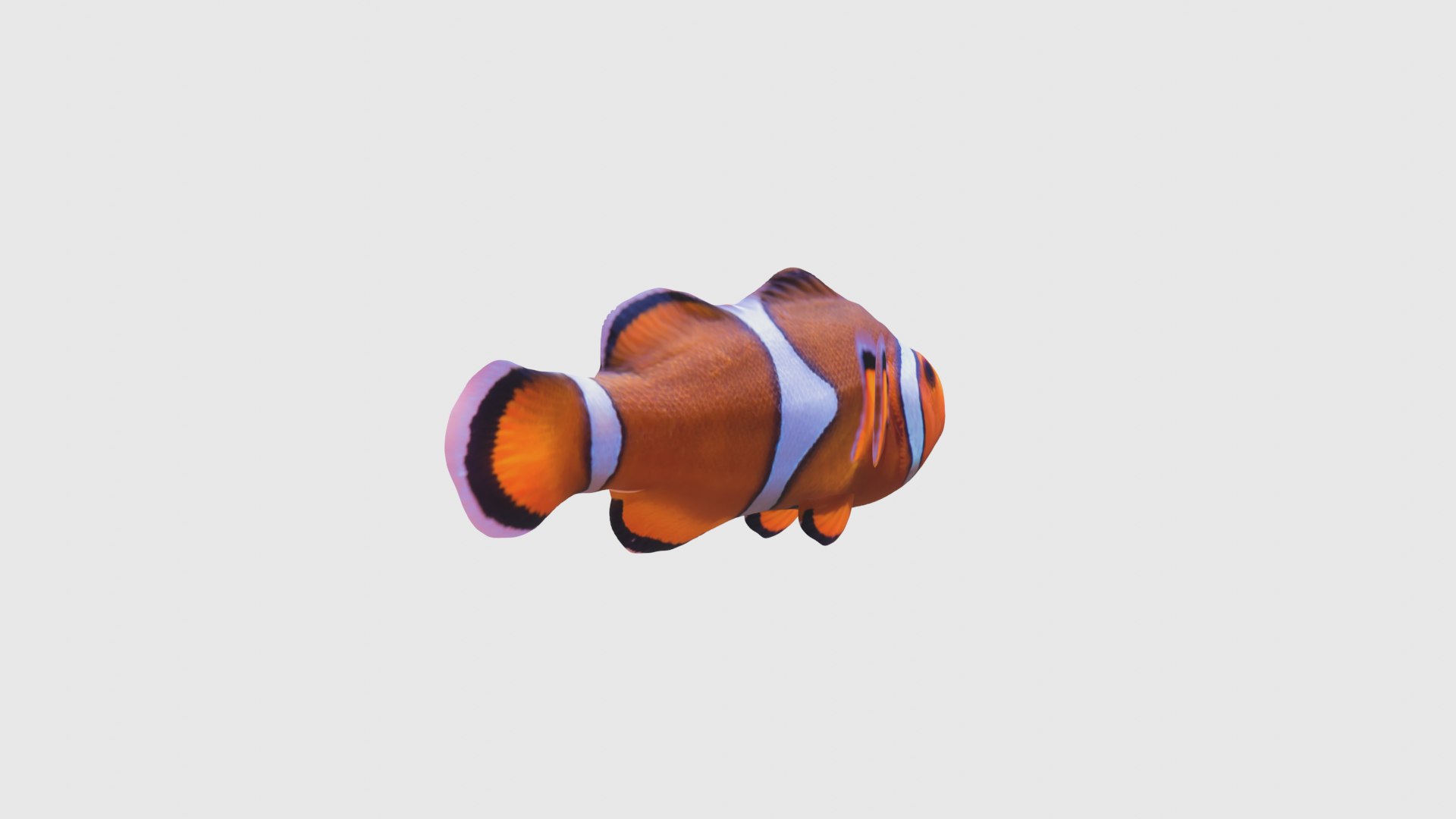 Low Poly Clownfish Rigged With Realistic Texture 3D - TurboSquid 1876021
