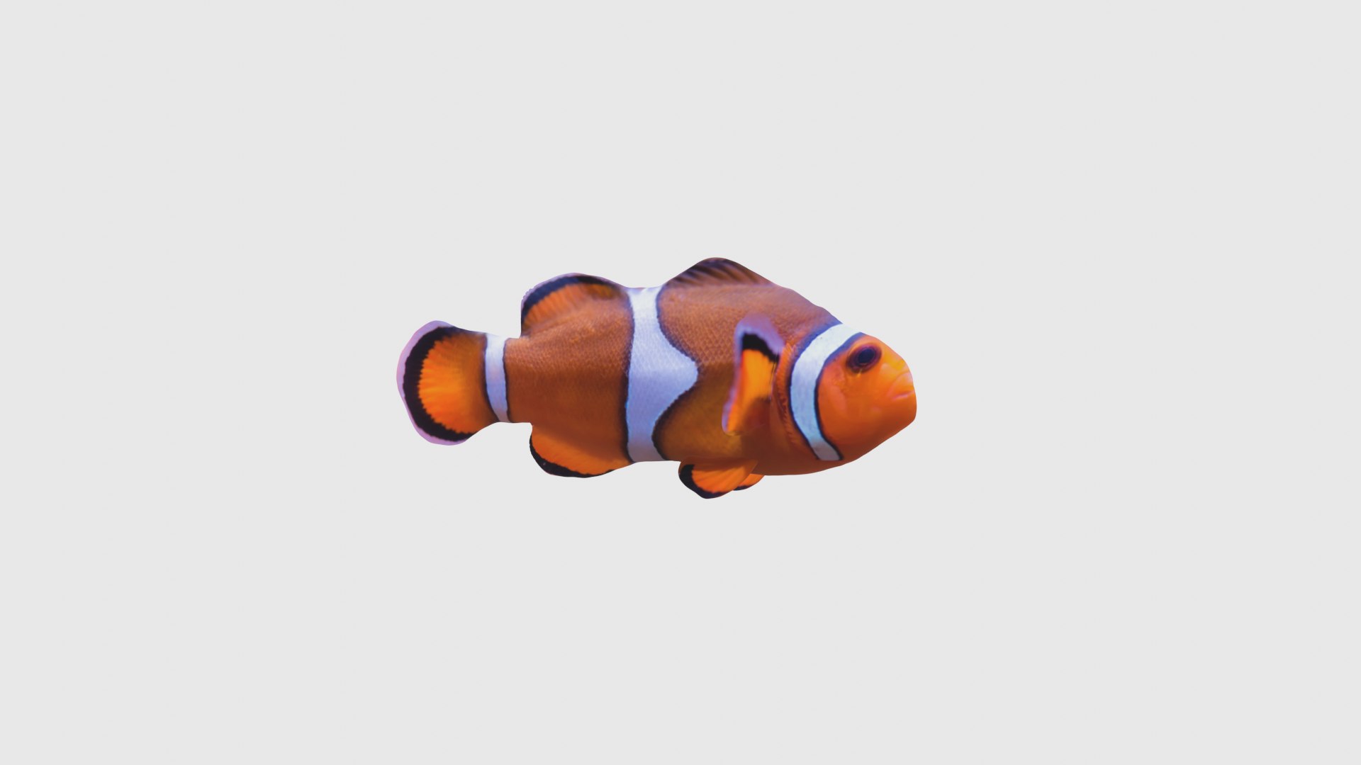 Low Poly Clownfish Rigged With Realistic Texture 3D - TurboSquid 1876021
