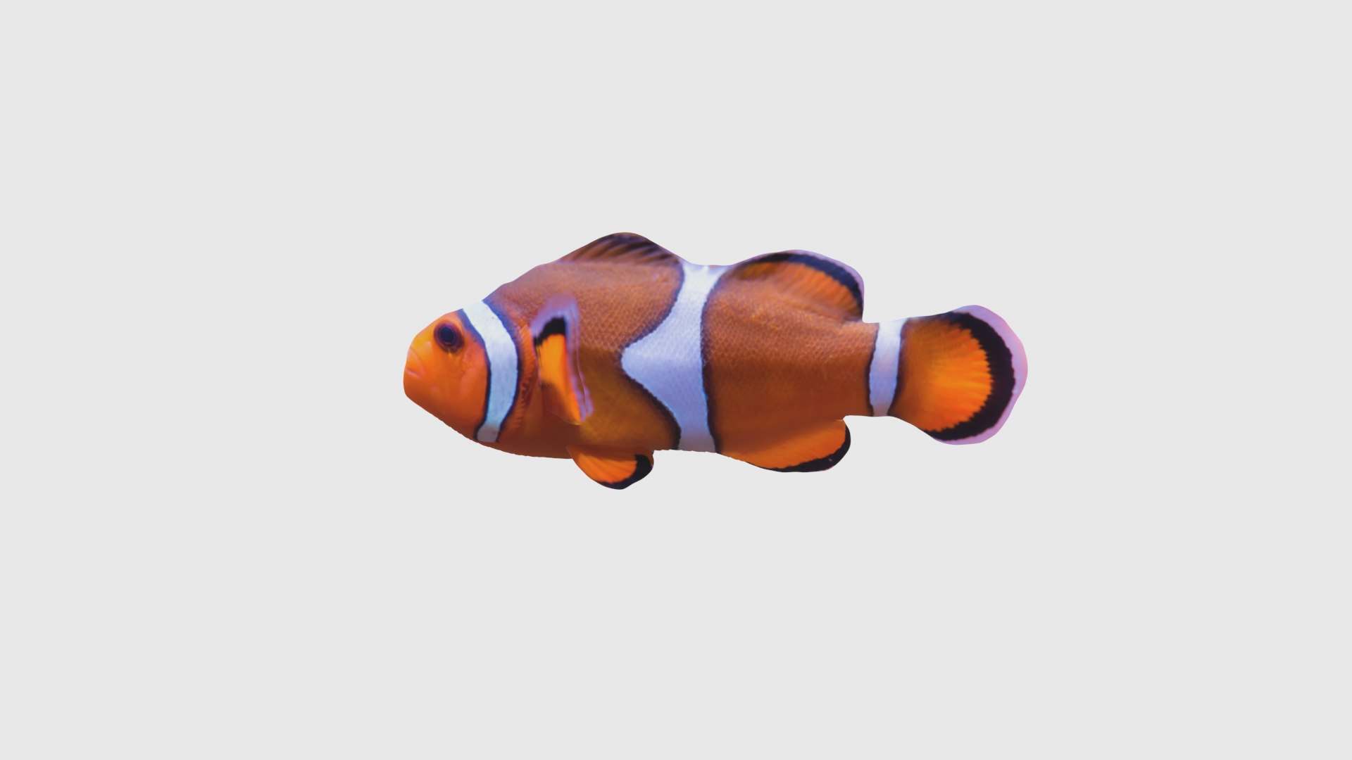 Low Poly Clownfish Rigged With Realistic Texture 3D - TurboSquid 1876021