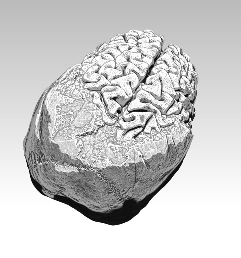 Human Skull Brain Model - TurboSquid 1579008