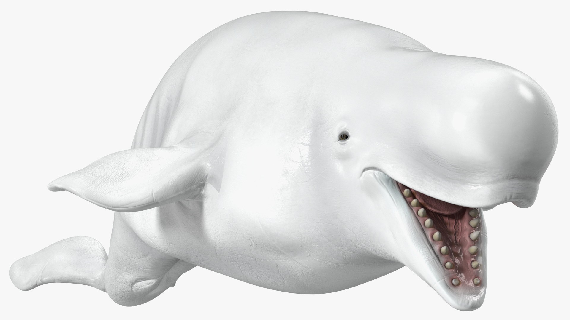 3D model Beluga Whale Adult - TurboSquid 2027737