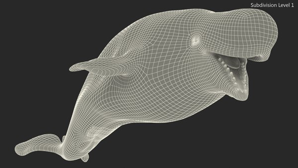 modelo 3d Ballena Beluga Adulto - TurboSquid 2027737