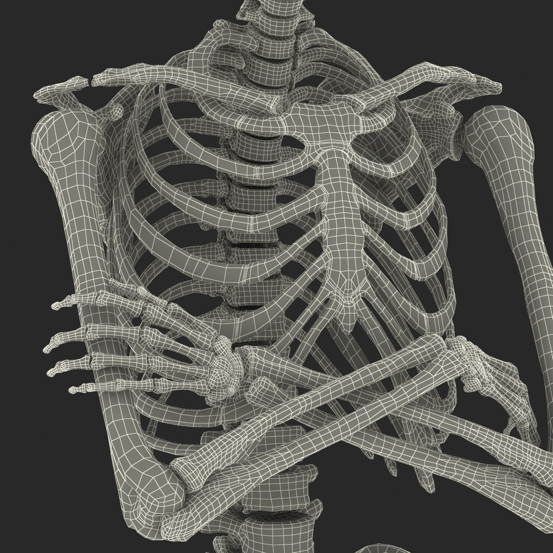 Human Male Skeleton Pose 3d Model