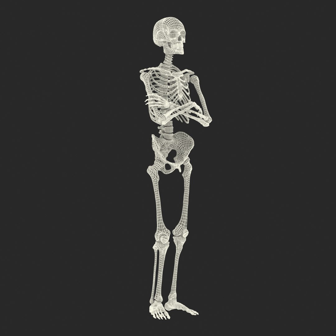Human Male Skeleton Pose 3d Model