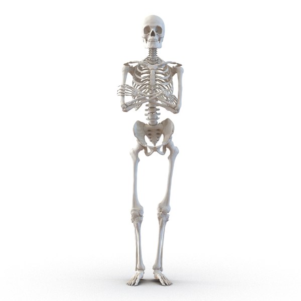 human male skeleton pose 3d model
