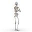 human male skeleton pose 3d model