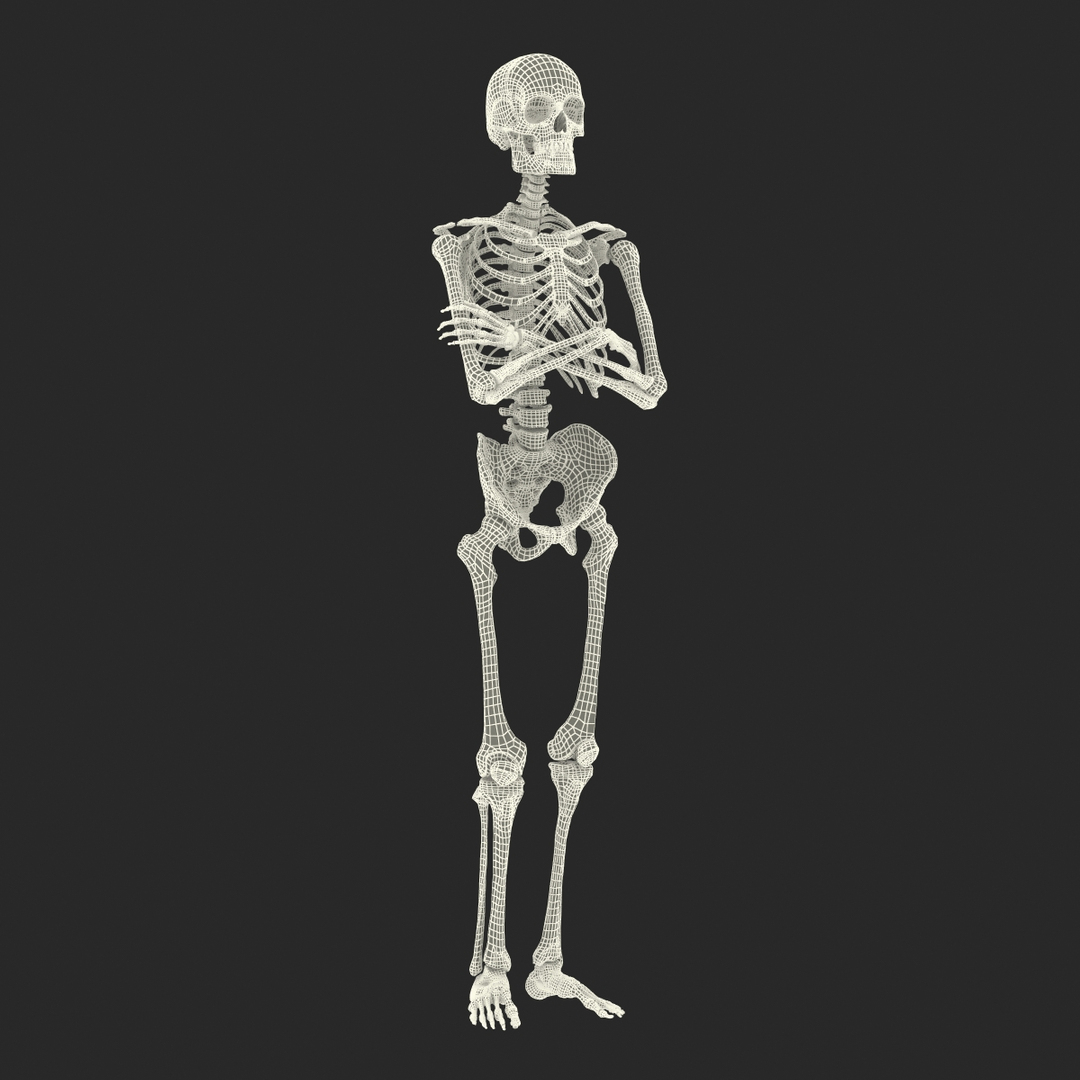 human male skeleton pose 3d model