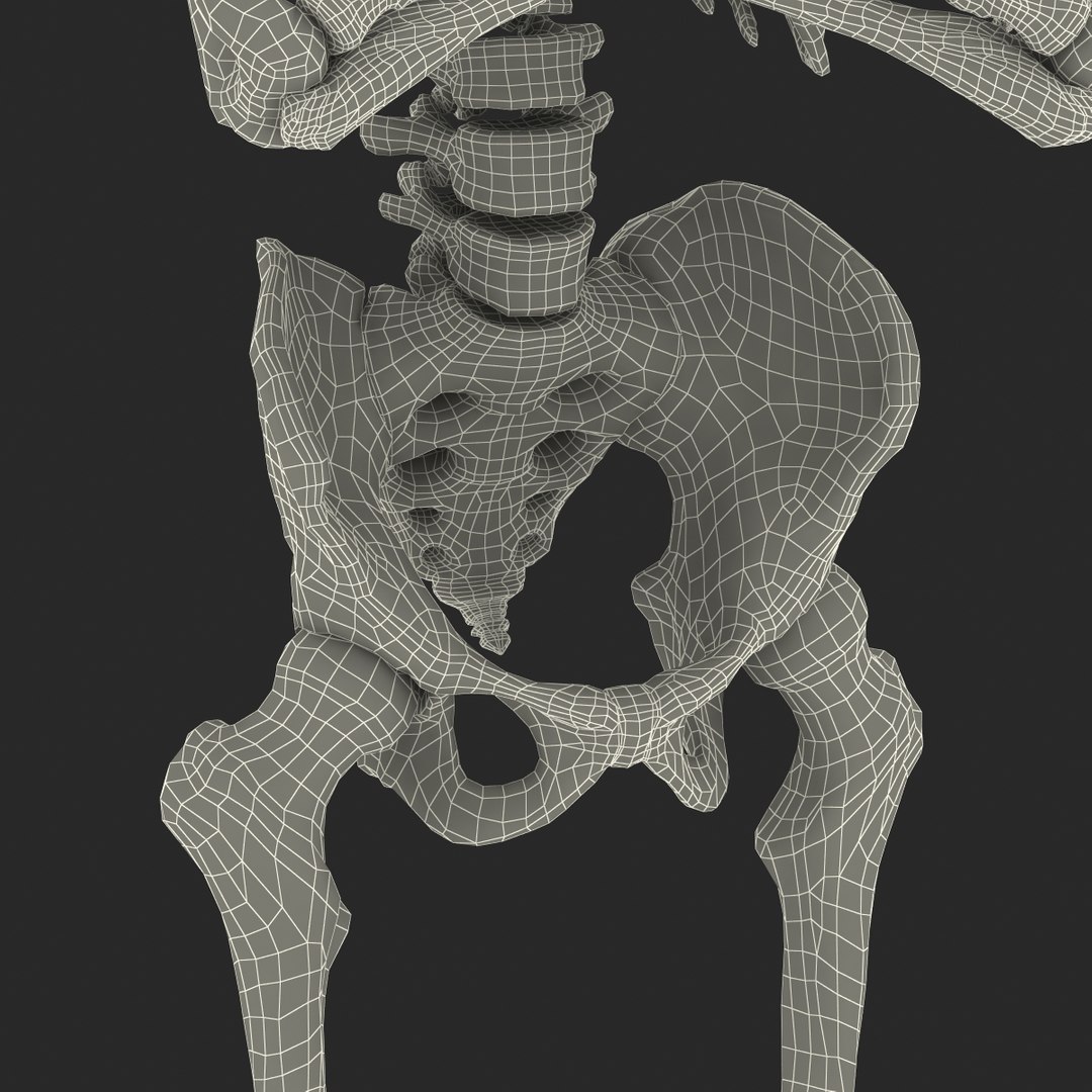 Human Male Skeleton Pose 3d Model