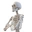 human male skeleton pose 3d model