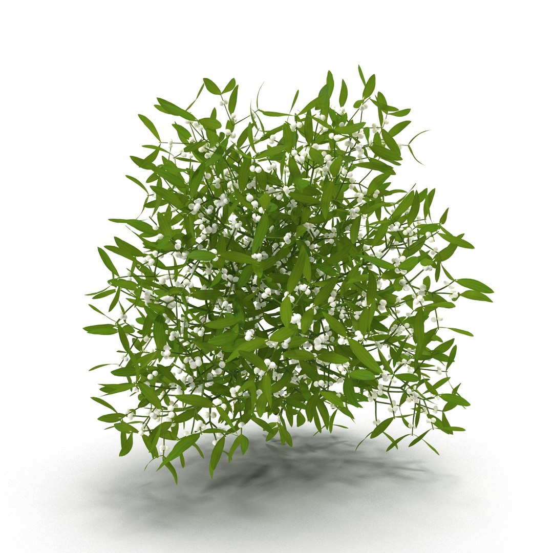 3d Model Mistletoe