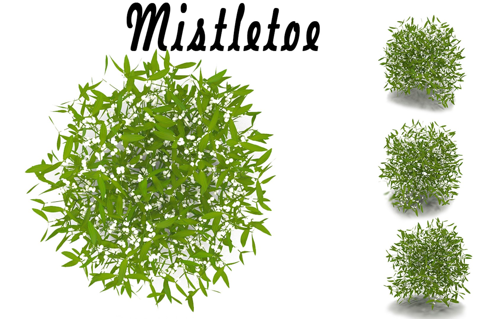 3d Model Mistletoe