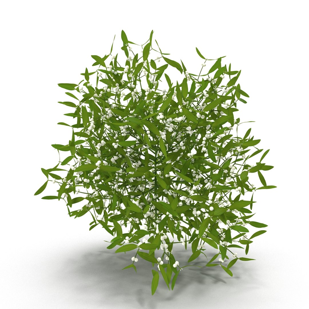 3d Model Mistletoe