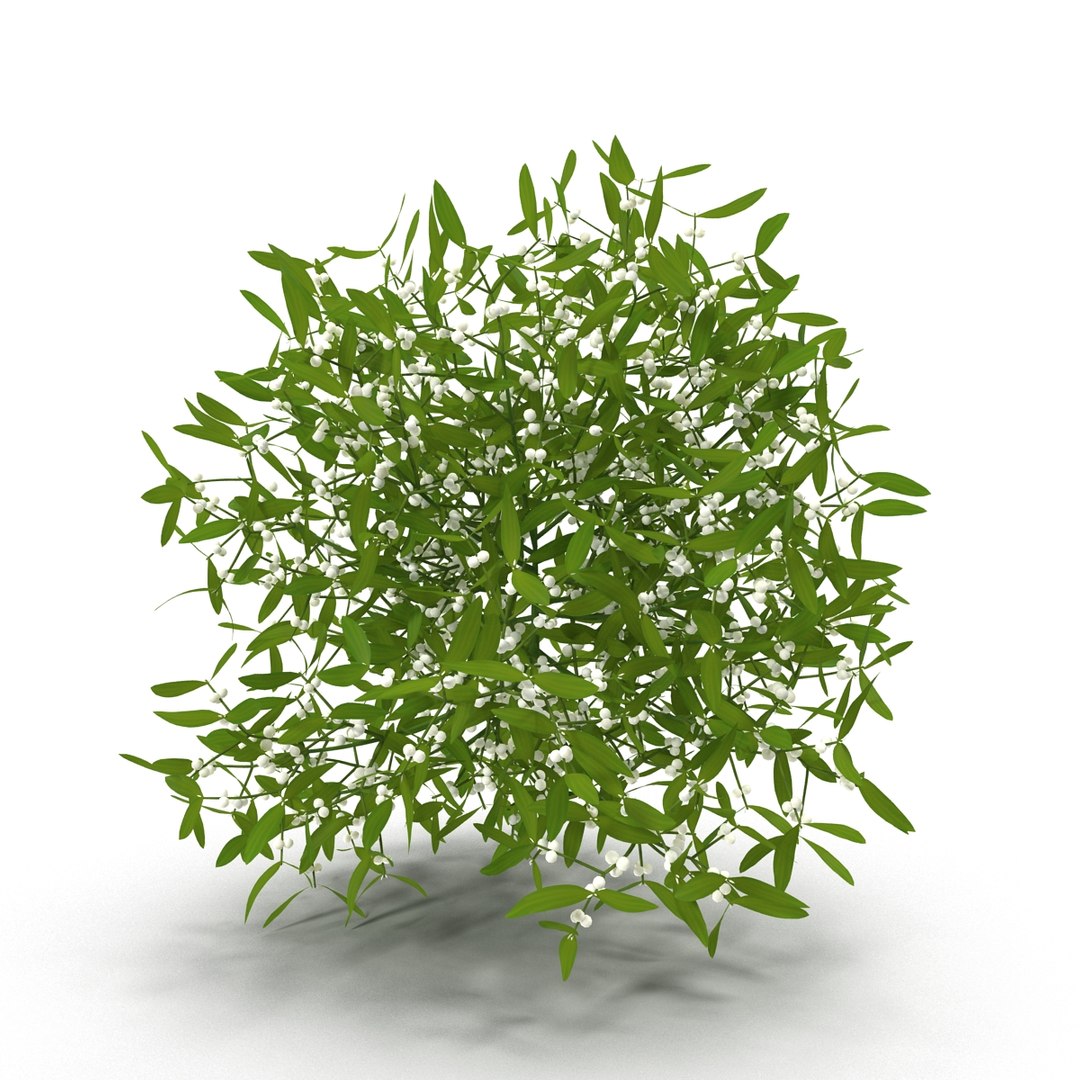 3d Model Mistletoe