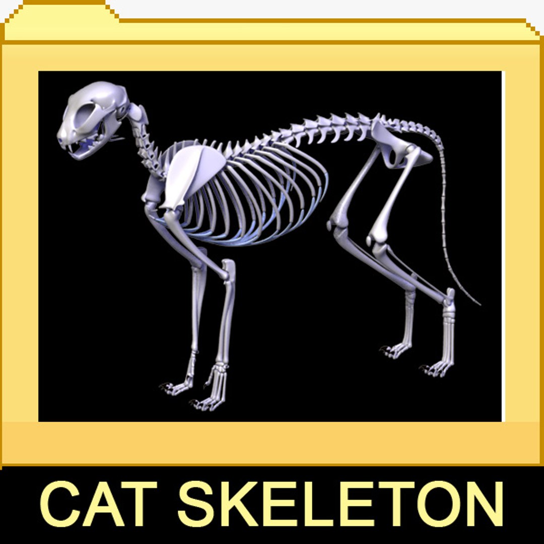 cat skeleton 3d