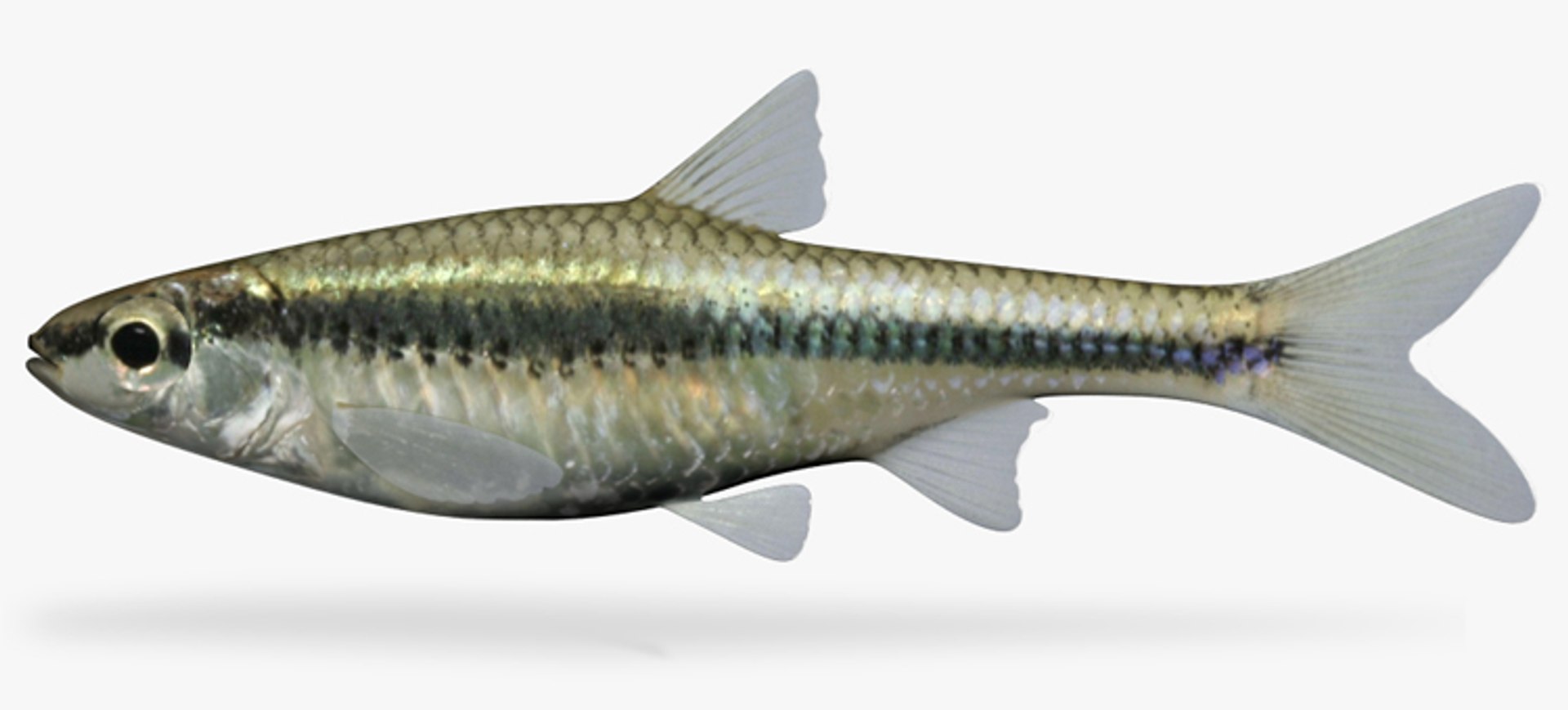 notropis heterodon blackchin shiner x