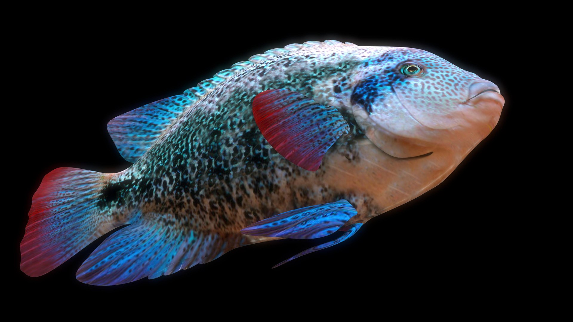 3D Model Cichild Fish - TurboSquid 1792364