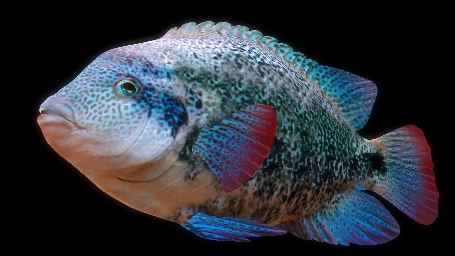 3D Model Cichild Fish - TurboSquid 1792364