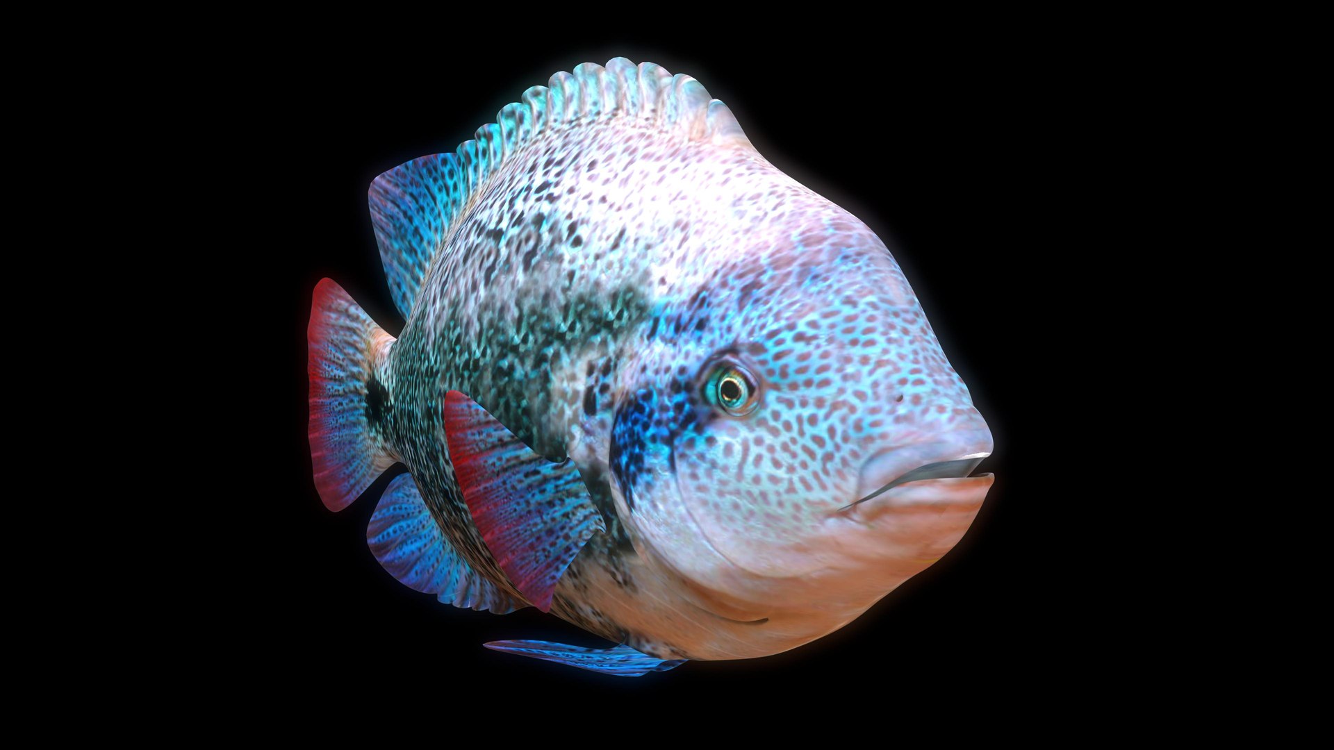 3D Model Cichild Fish - TurboSquid 1792364