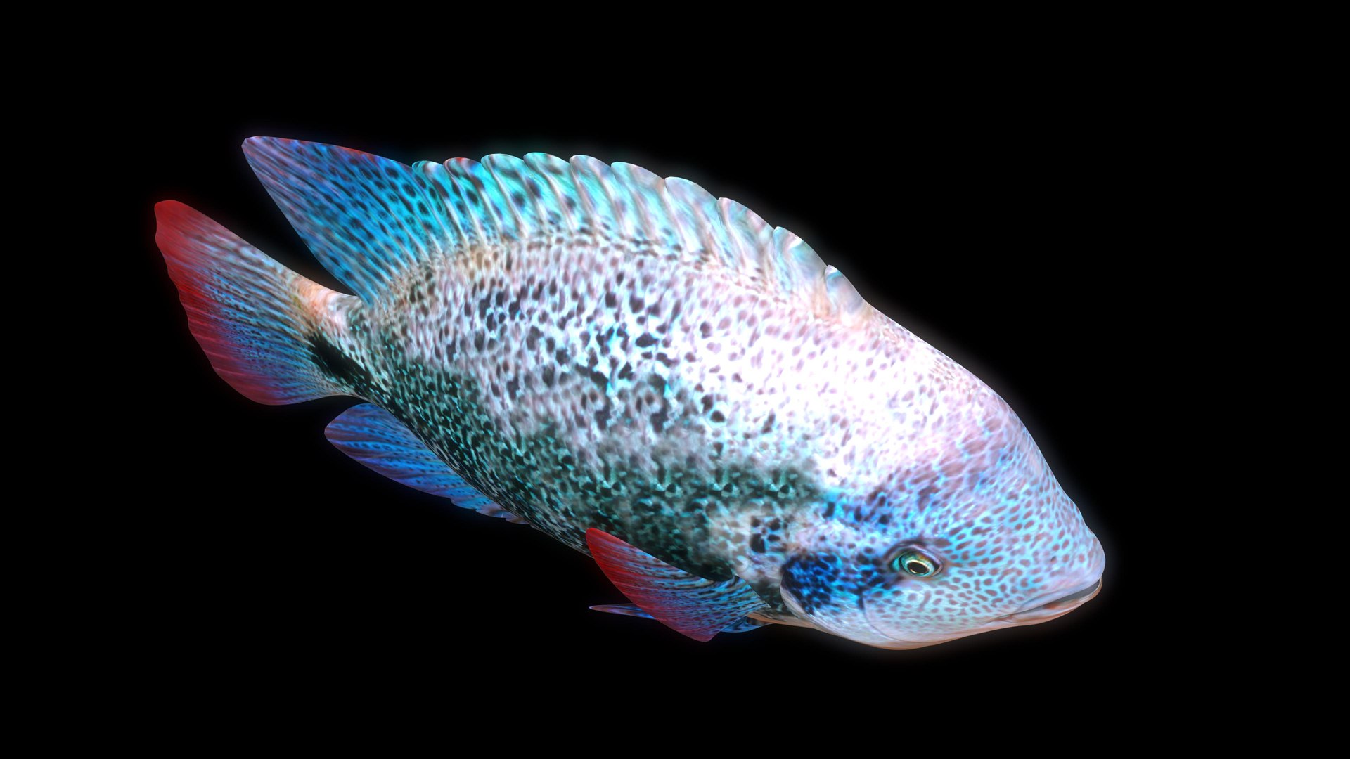 3D Model Cichild Fish - TurboSquid 1792364