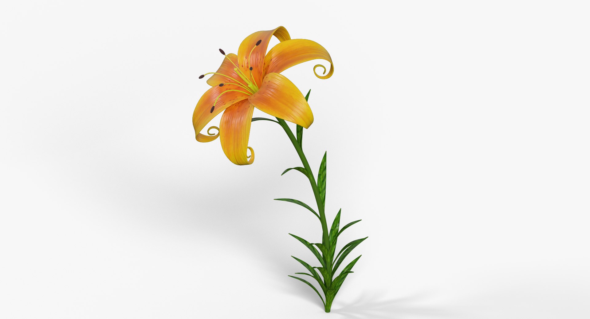 3d Model Cartoon Lily