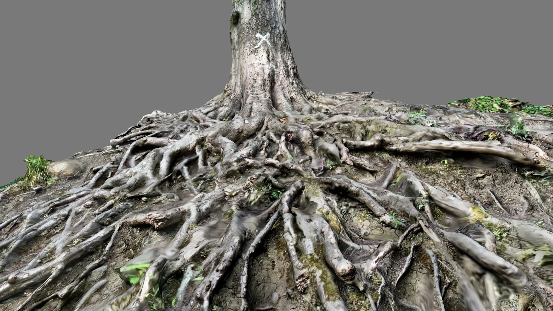 Tree Trunk And Roots On A Hill Scanned Nature Forest 3D - TurboSquid ...