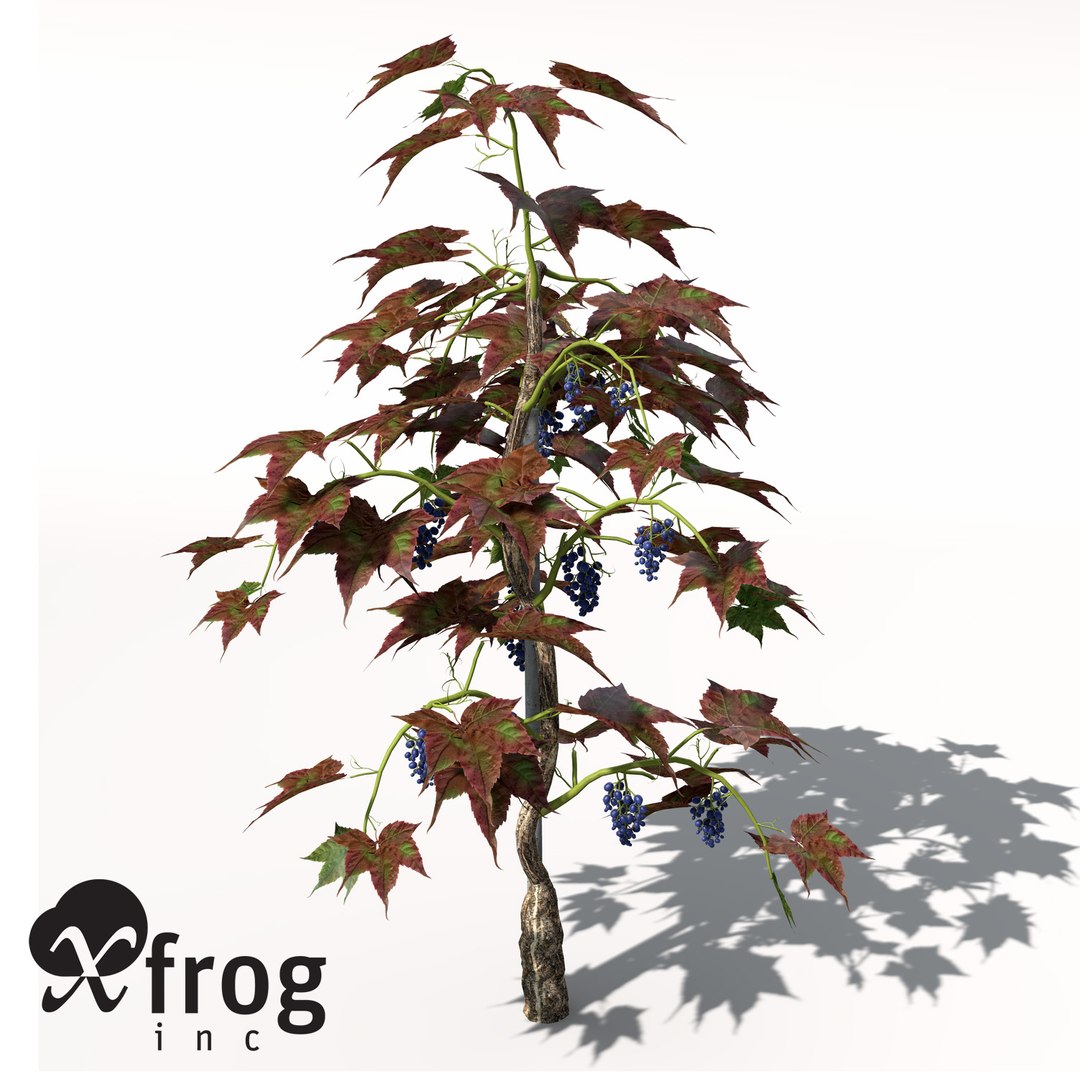 Grape Vine Plant Fruit 3d Model