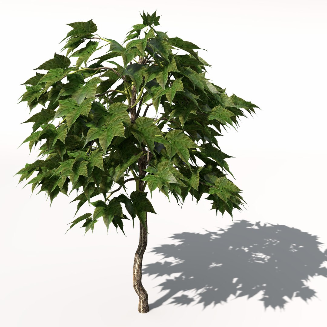 Grape Vine Plant Fruit 3d Model