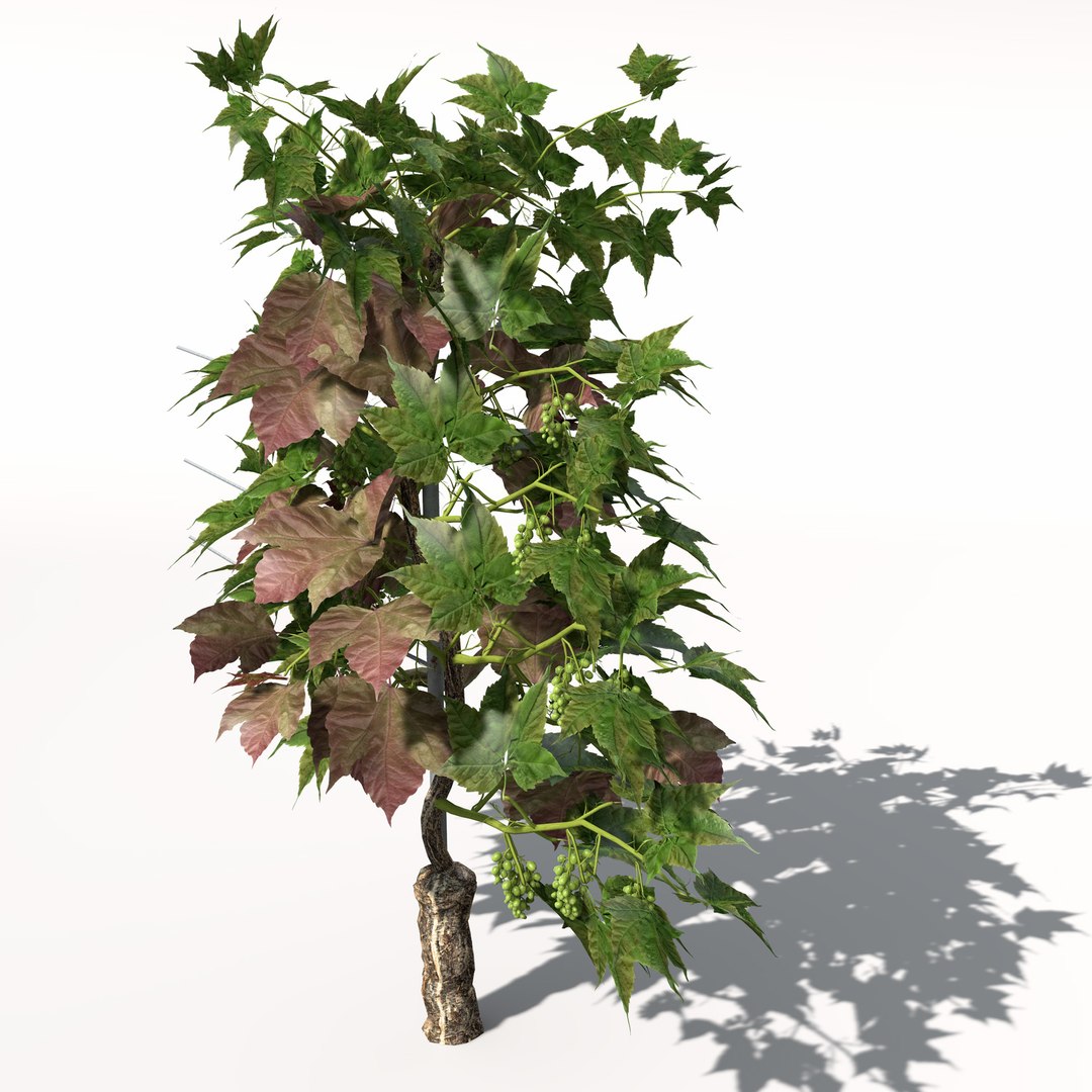 Grape Vine Plant Fruit 3d Model
