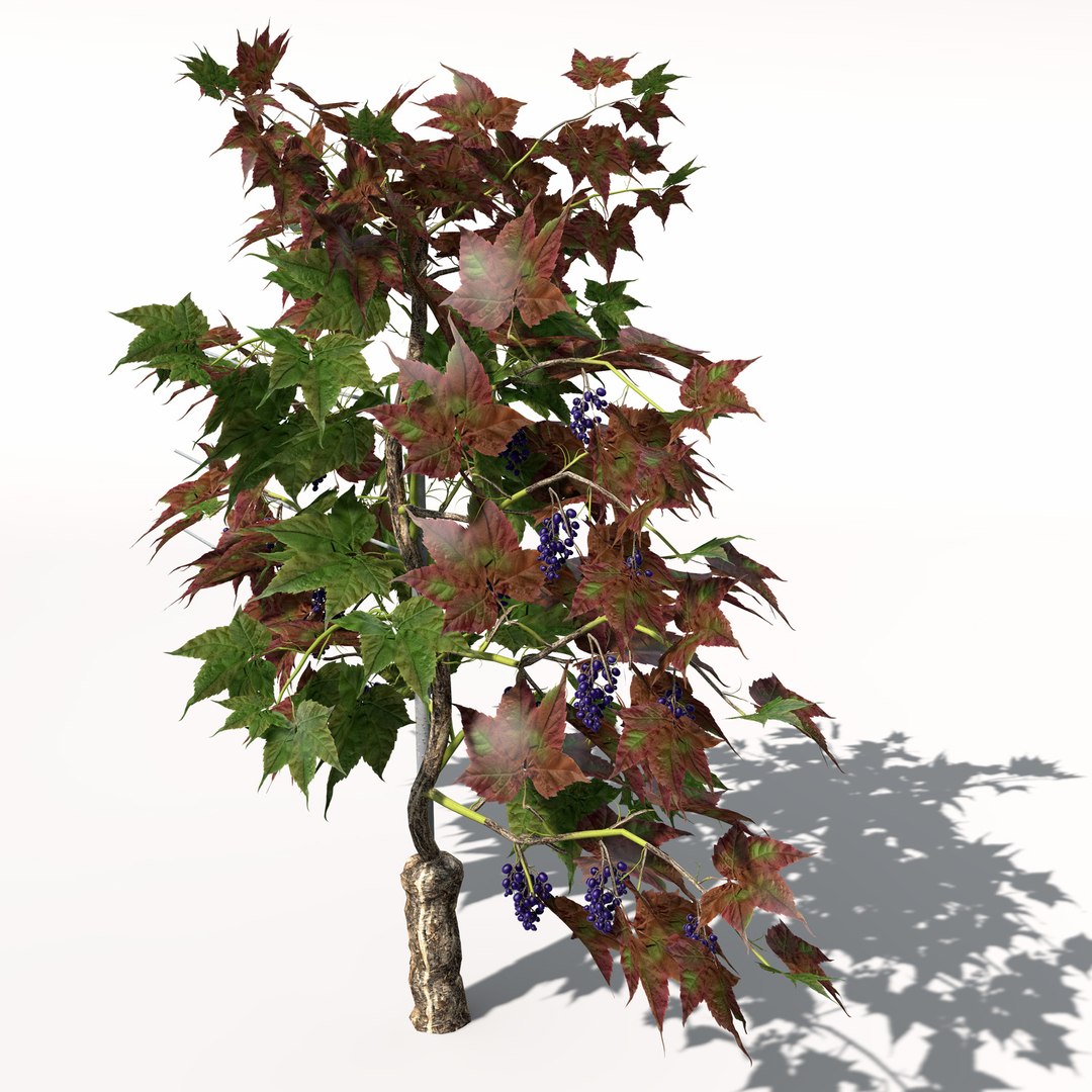 Grape Vine Plant Fruit 3d Model