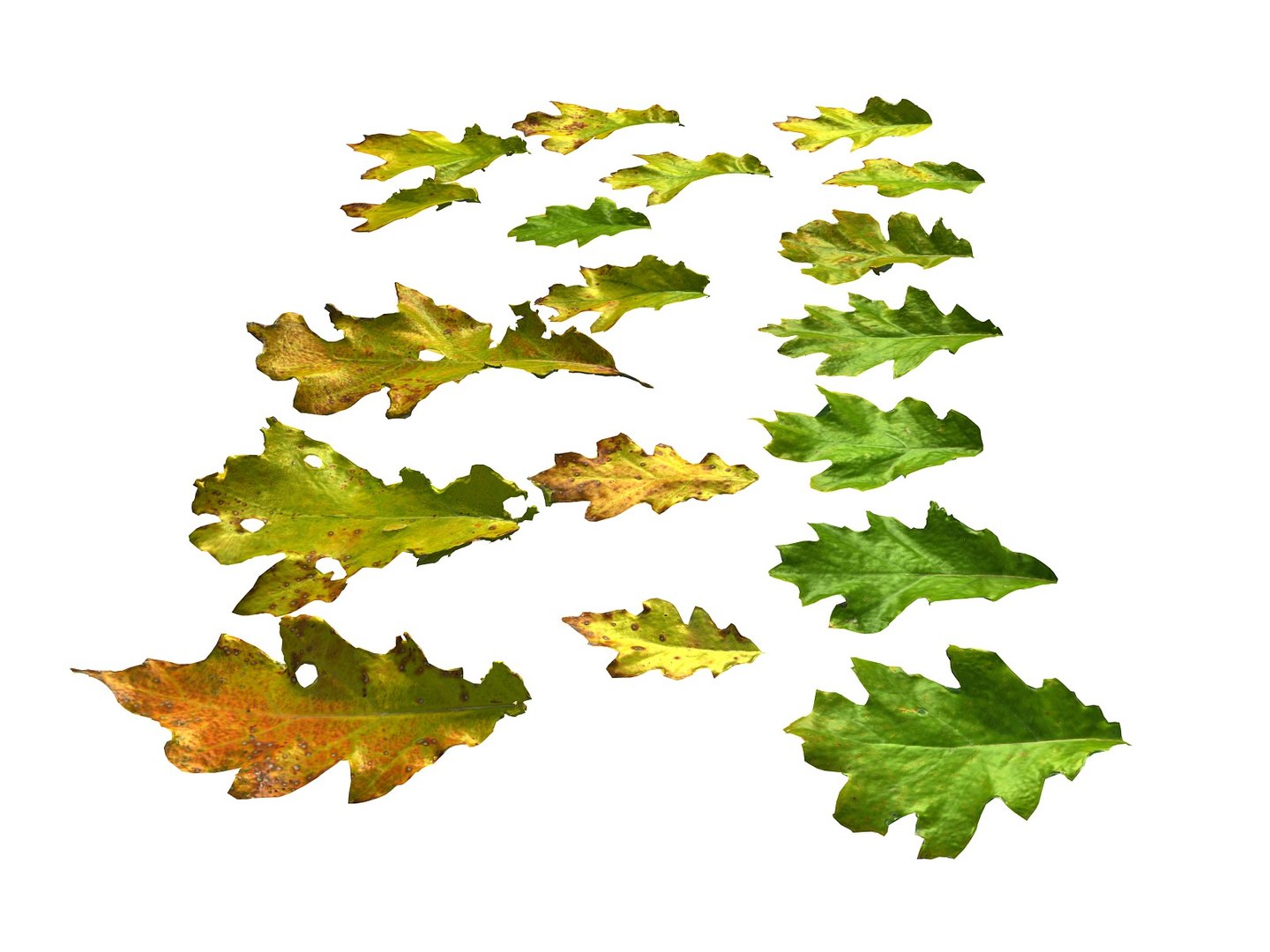 Autumn Leaves Scan Pack 3D Model - TurboSquid 1340280