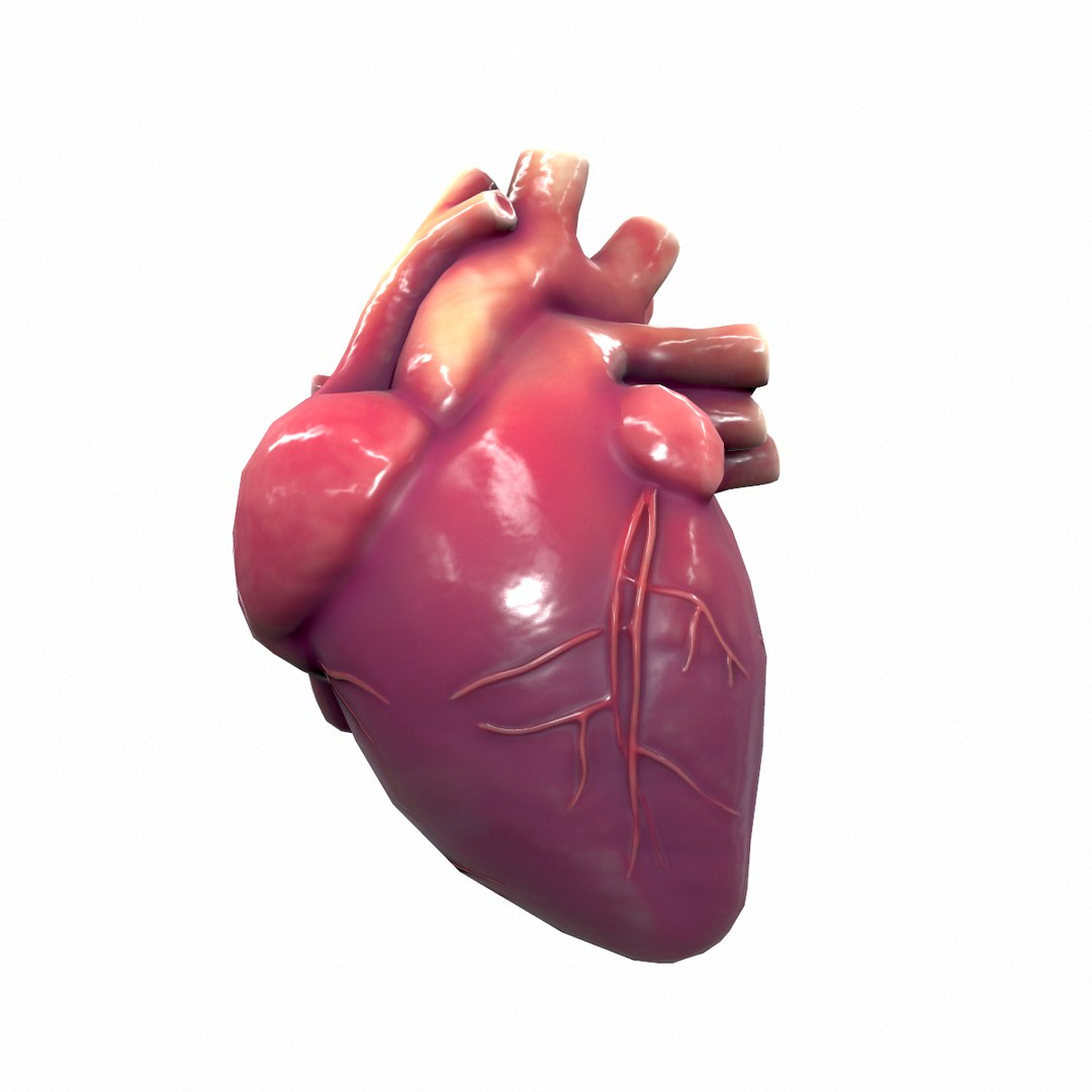 3D model human heart - TurboSquid 1551560