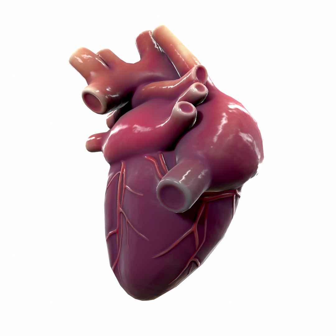 3D model human heart - TurboSquid 1551560