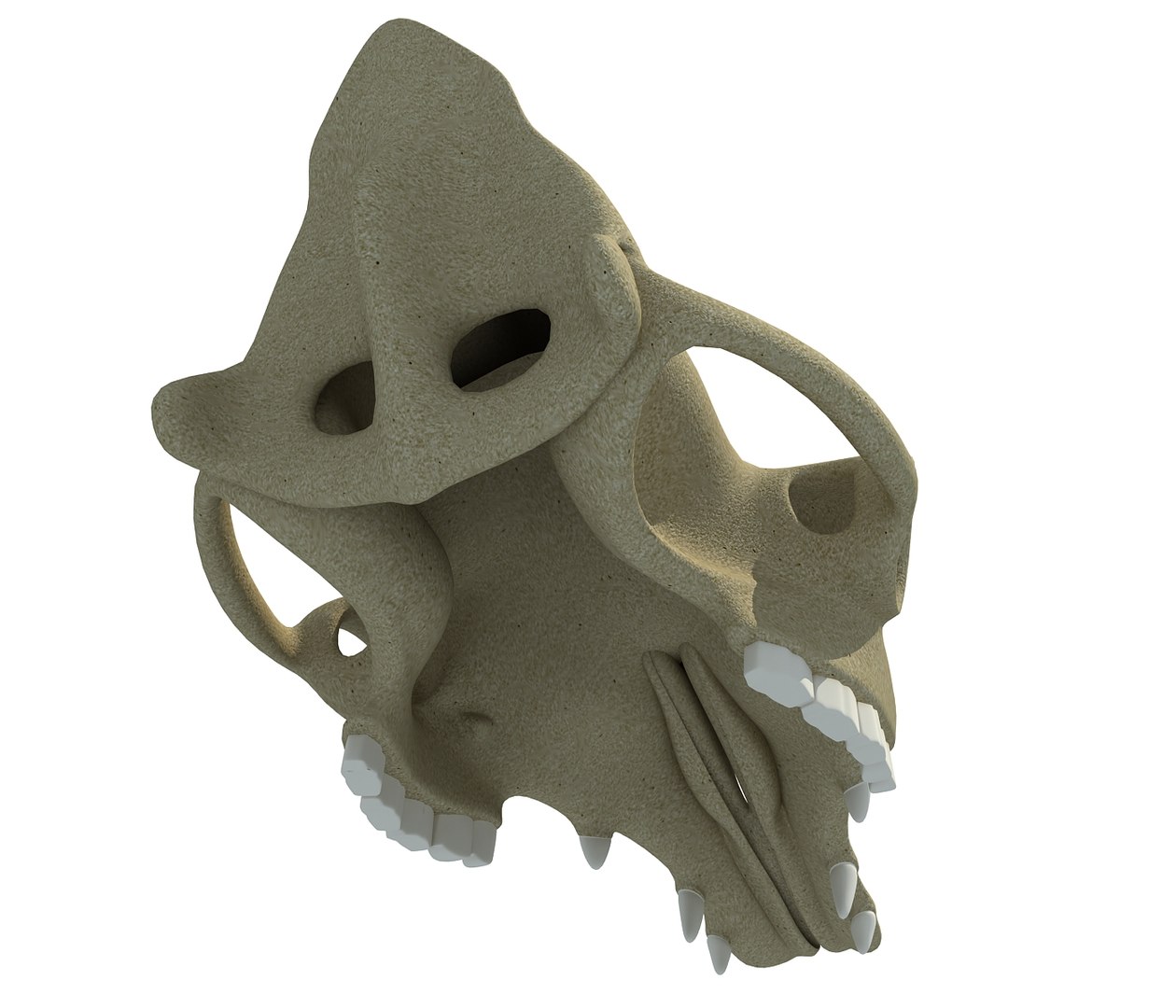 3D Camel Skull Skeleton Model - TurboSquid 1177952