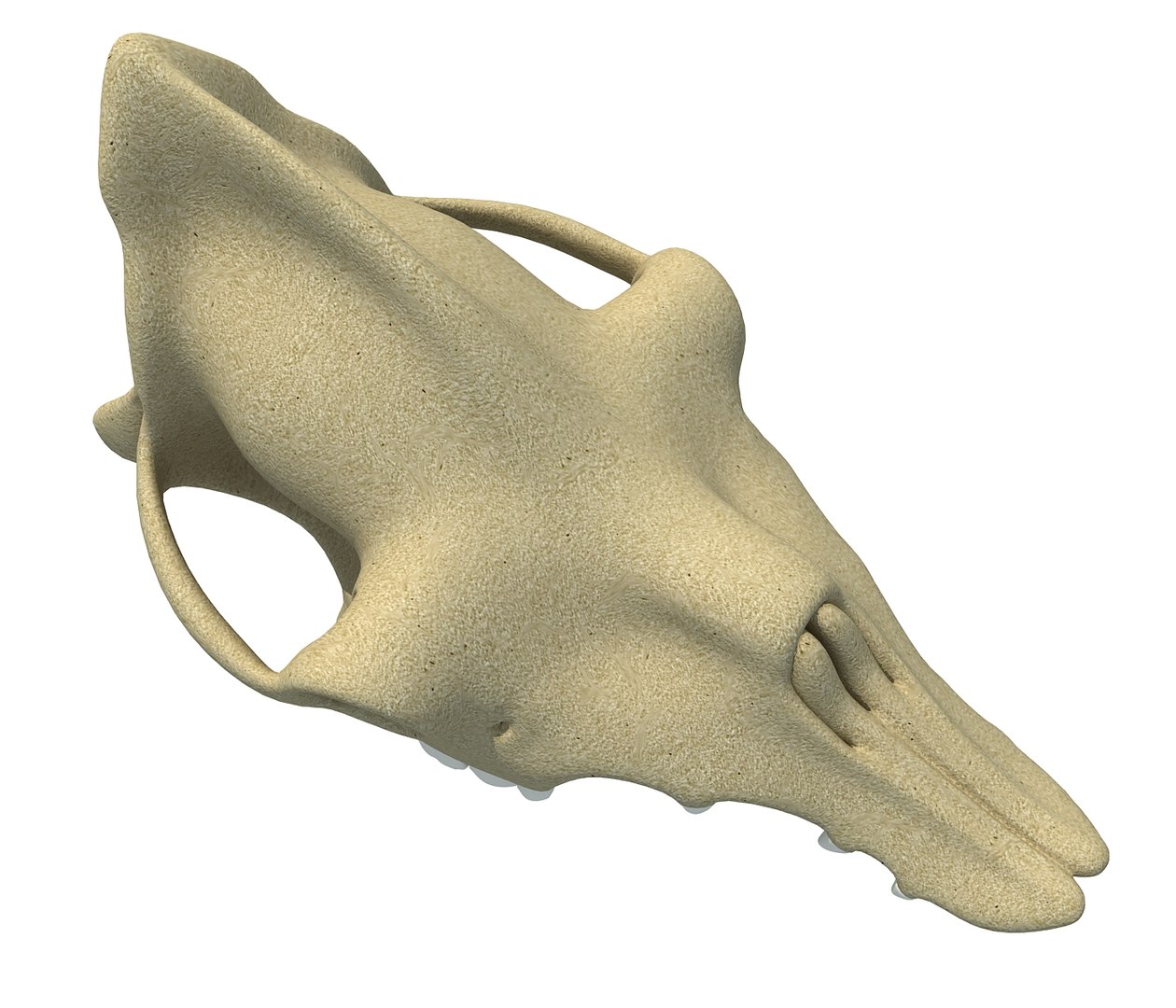 3D Camel Skull Skeleton Model - TurboSquid 1177952