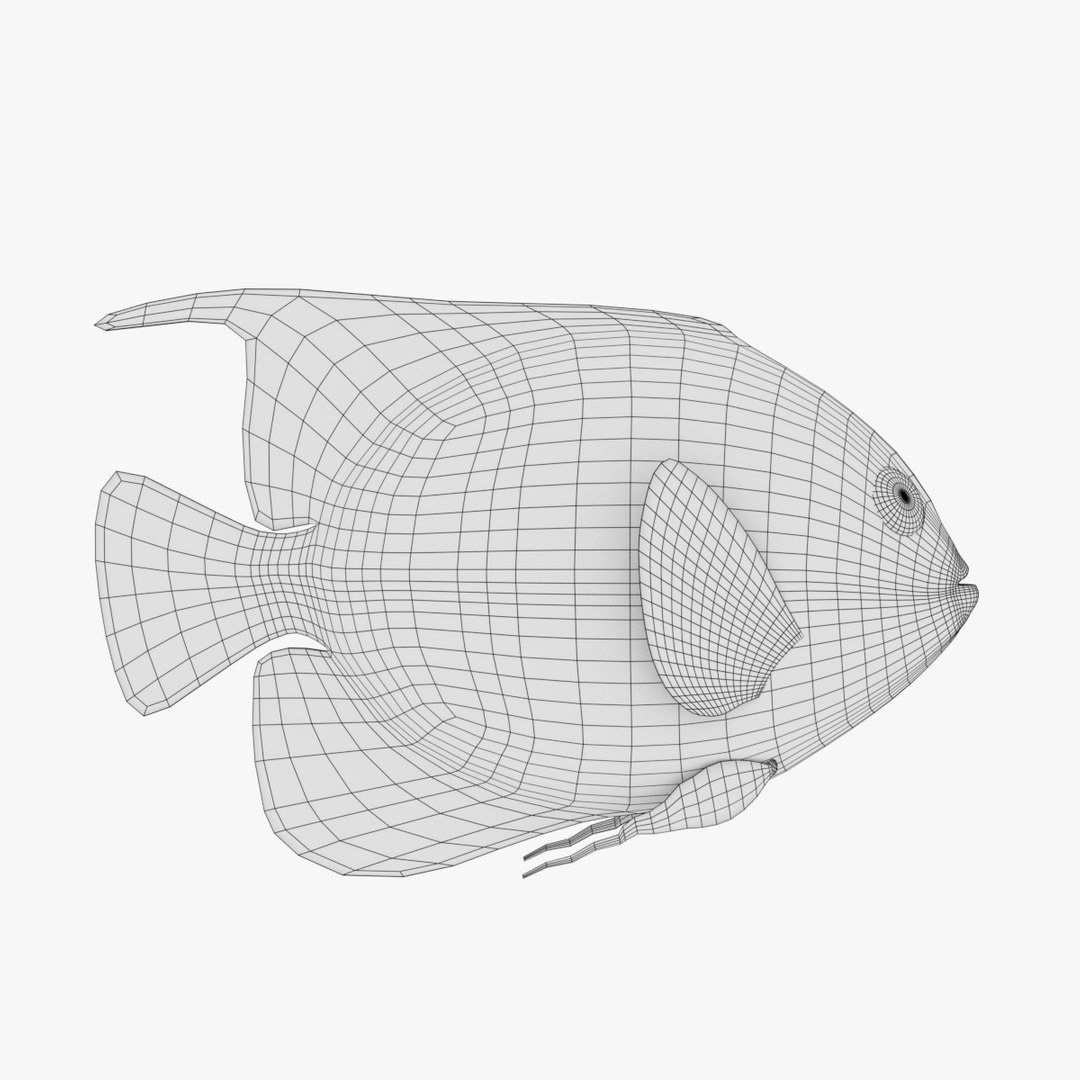 3D Model Angelfish - TurboSquid 1239917