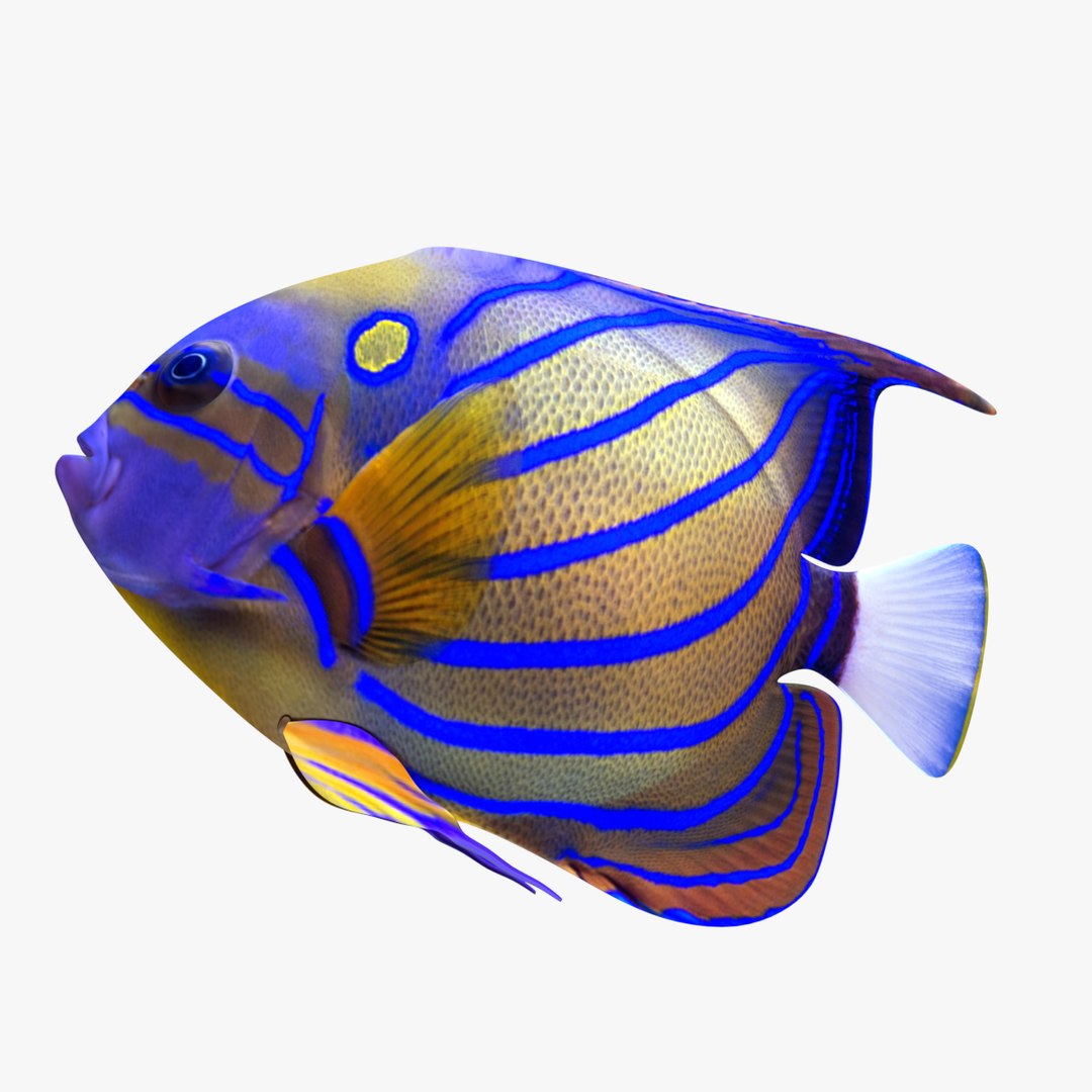 3D Model Angelfish - TurboSquid 1239917