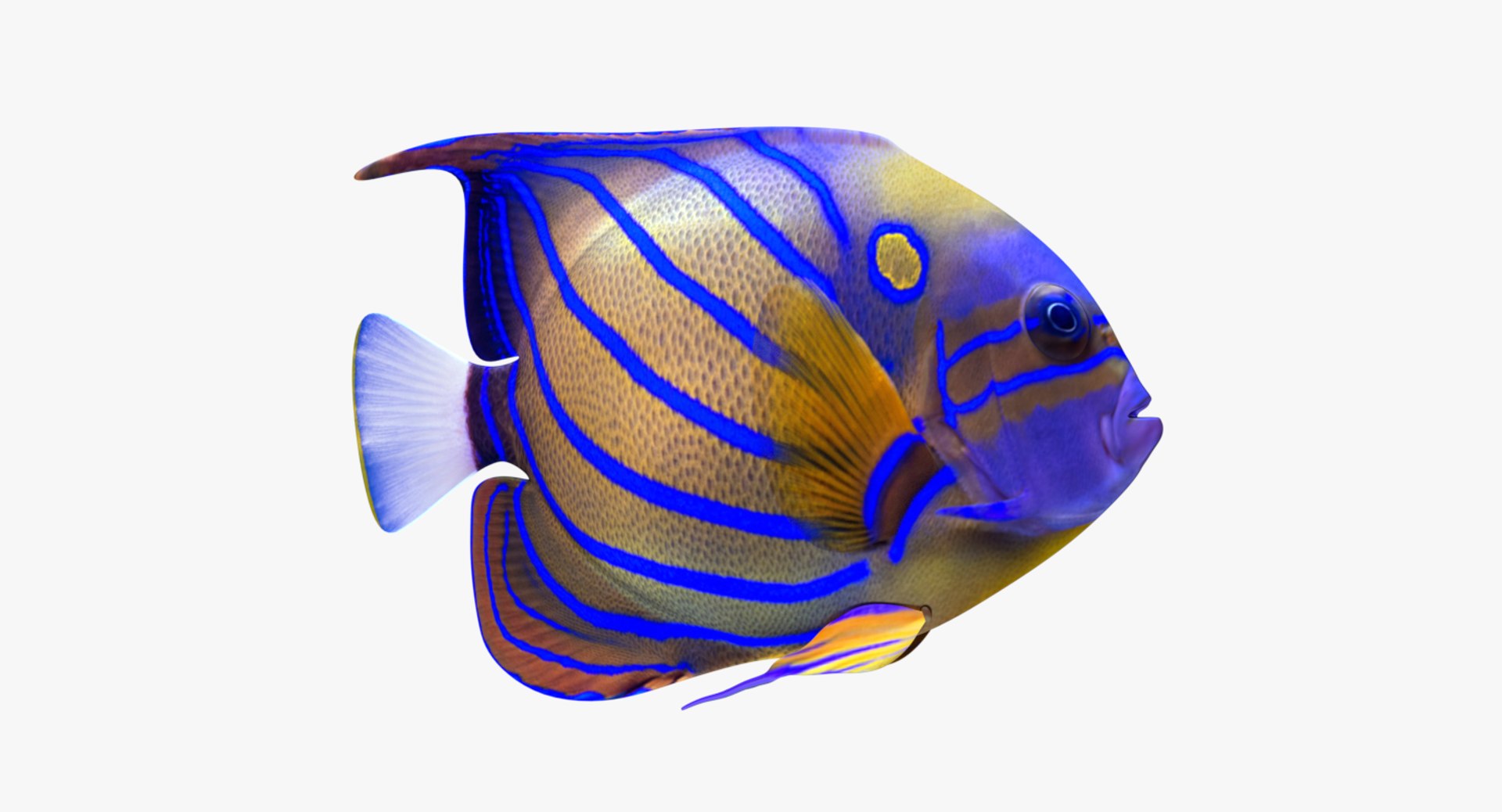 3D Model Angelfish - TurboSquid 1239917