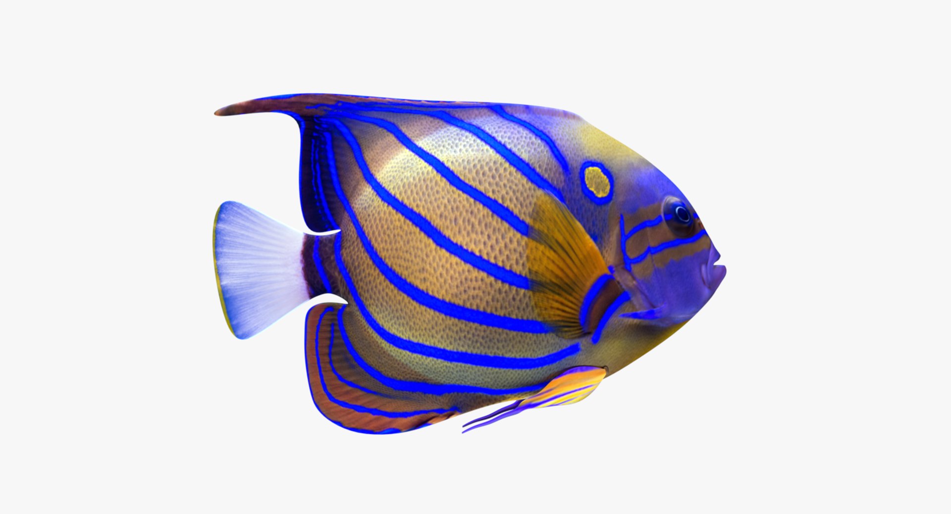 3D Model Angelfish - TurboSquid 1239917
