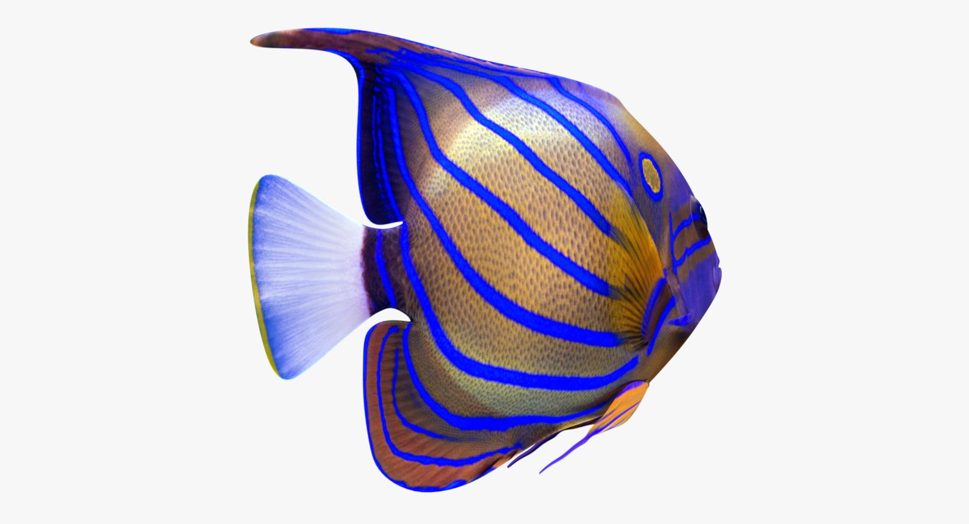 3D Model Angelfish - TurboSquid 1239917