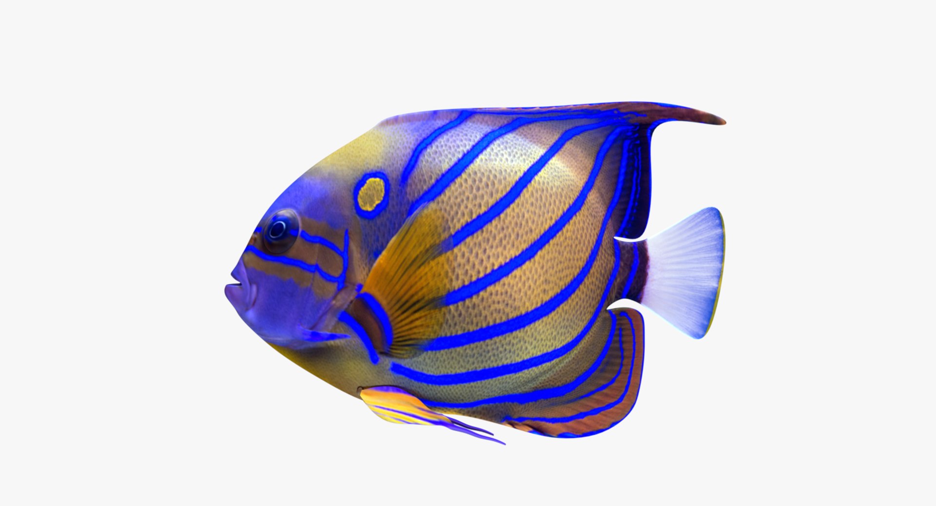 3D Model Angelfish - TurboSquid 1239917