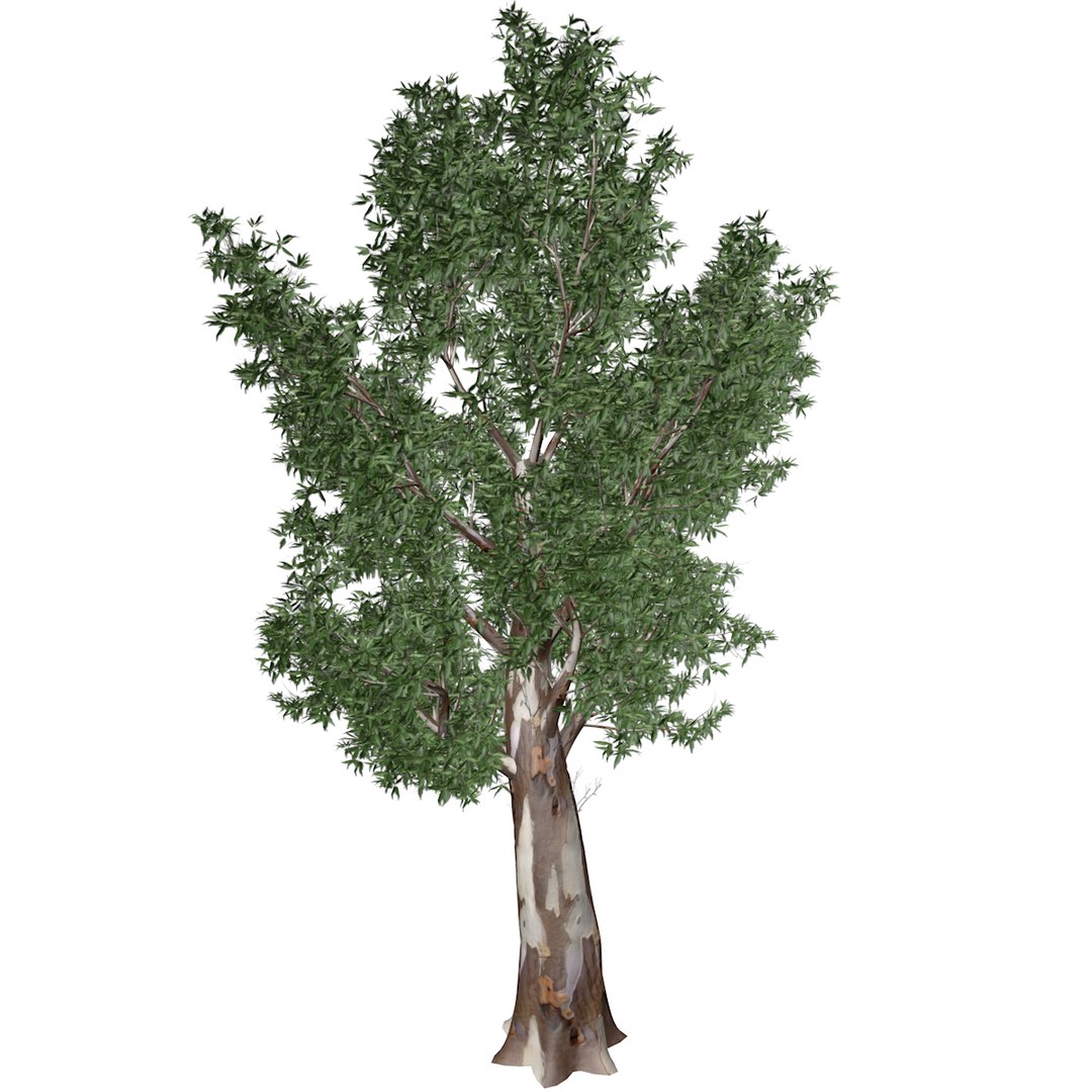 3D Red Gum Tree - 10 - - TurboSquid 2377697