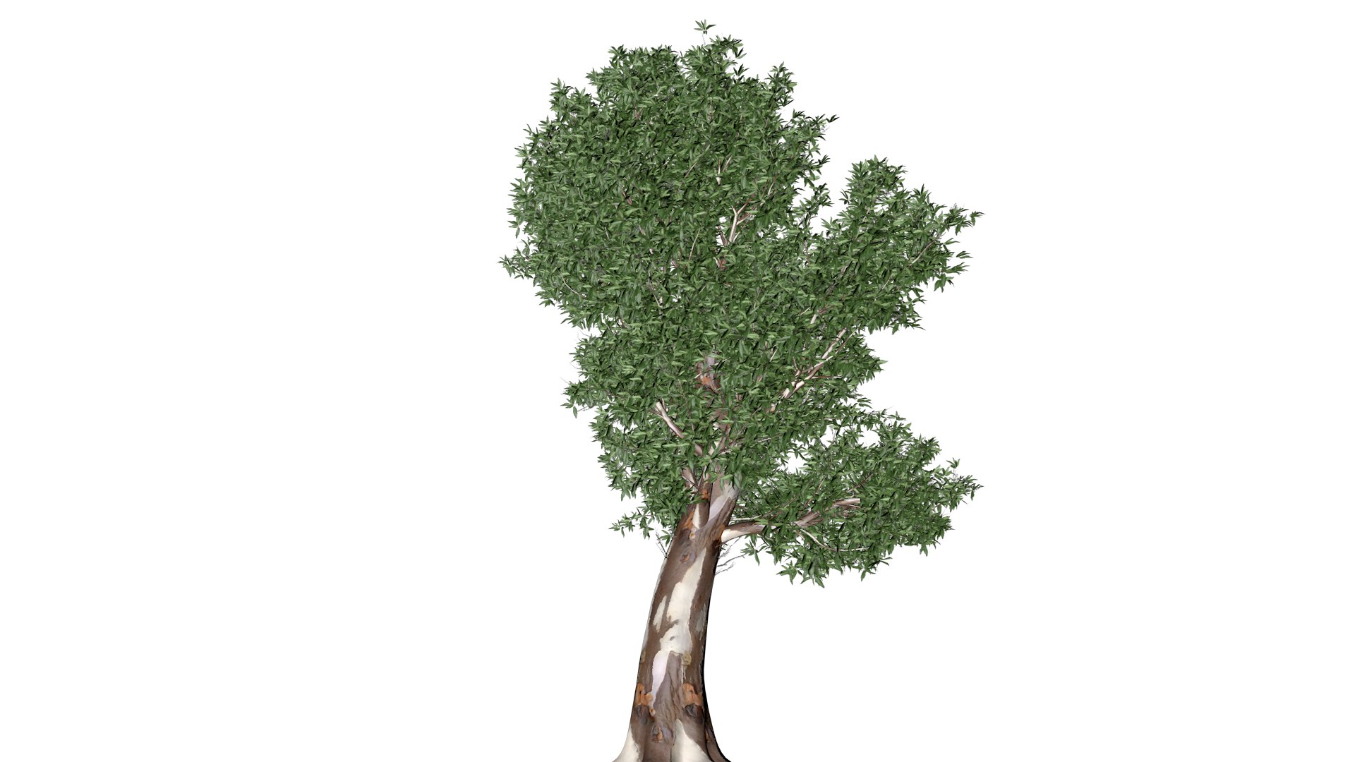 3D Red Gum Tree - 10 - - TurboSquid 2377697