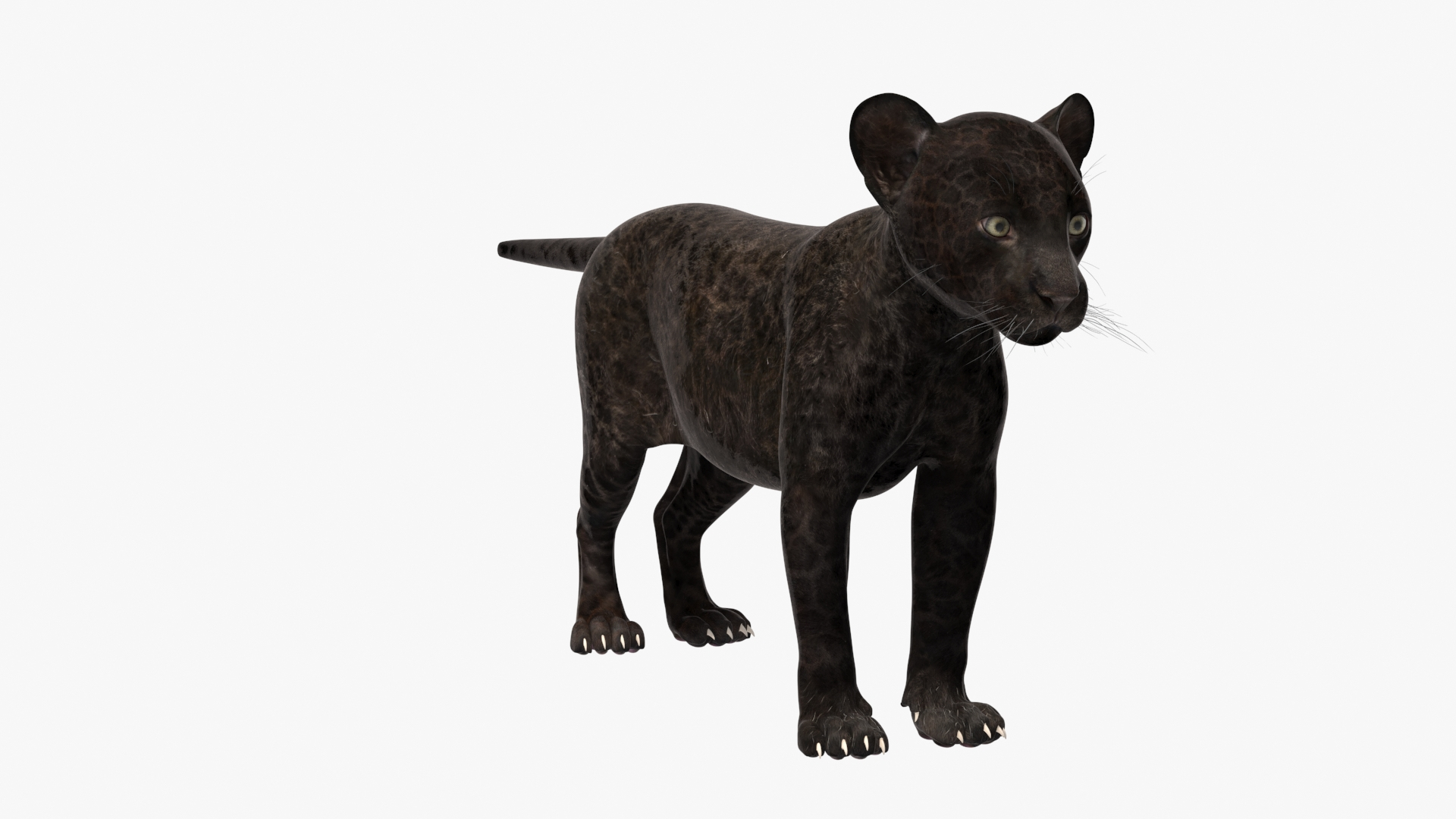 Panther Cub Rigged Model - TurboSquid 2335710
