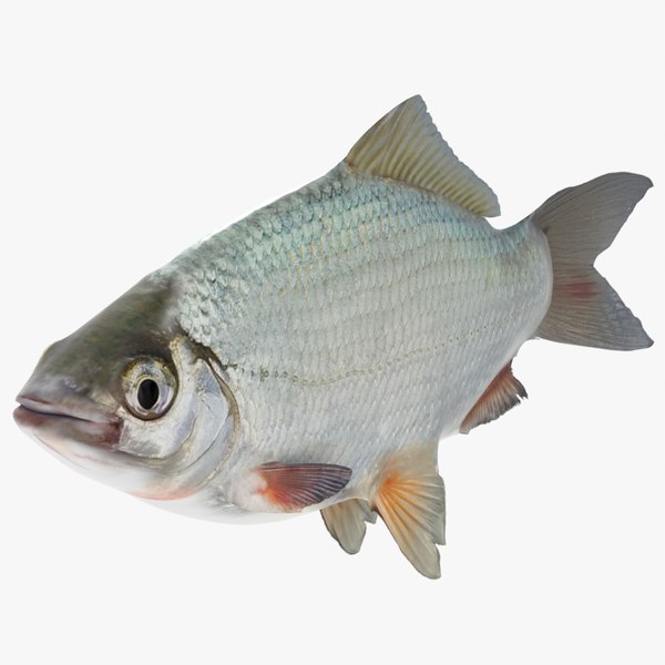 Fish river 3D - TurboSquid 1620030