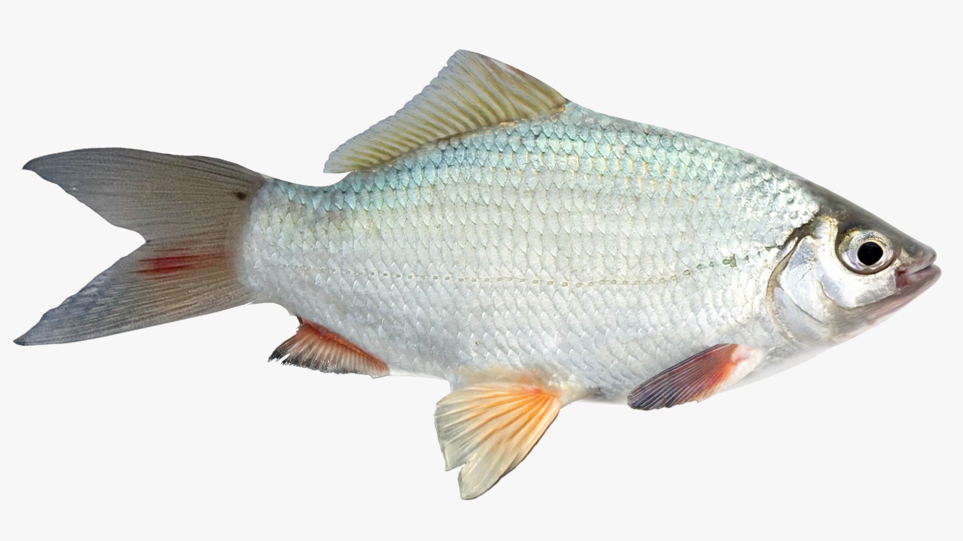 Fish River 3D - TurboSquid 1620030